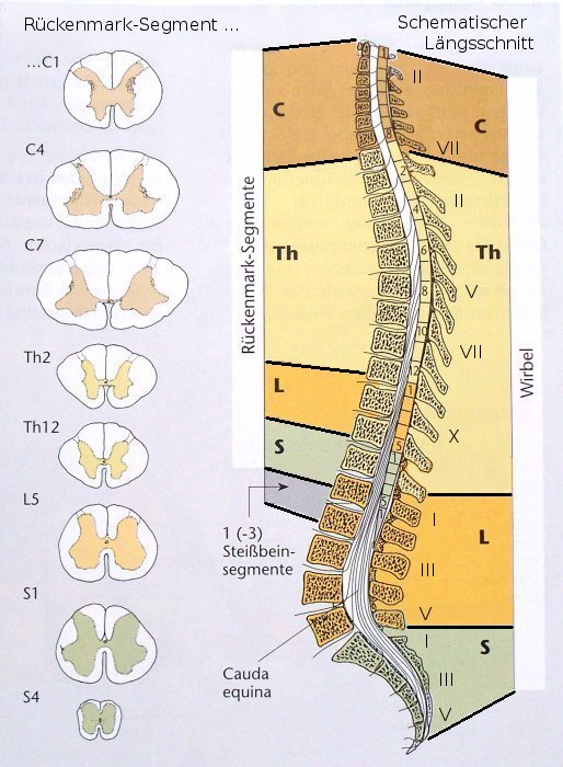 Neuroanatomie: Das Rückenmark